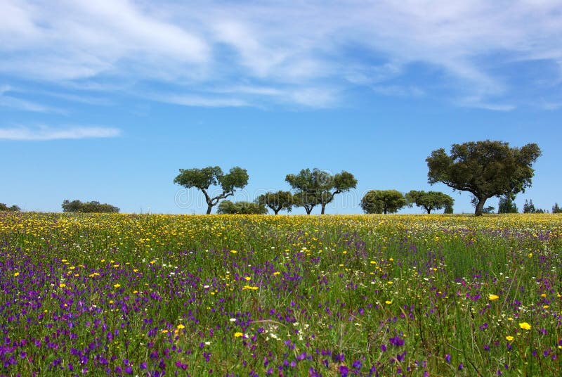 Purple Lucerne Field in Front of Table Mountain Stock Photo - Image of ...
