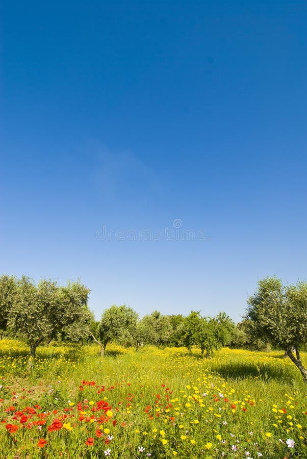 Colored field scene stock image. Image of outdoor, grassland - 9297017