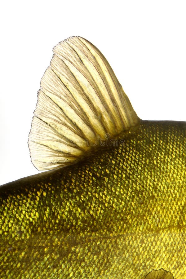 1,574 Fish Mustache Stock Photos - Free & Royalty-Free Stock Photos ...