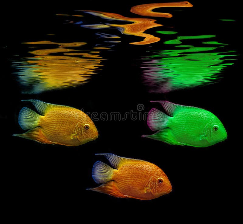 3,581 Black Colored Fish Stock Photos - Free & Royalty-Free Stock ...