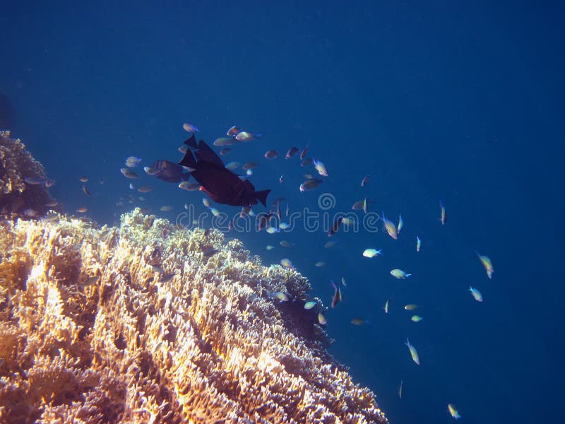 Colored fish in coral stock image. Image of light, dive - 23759957