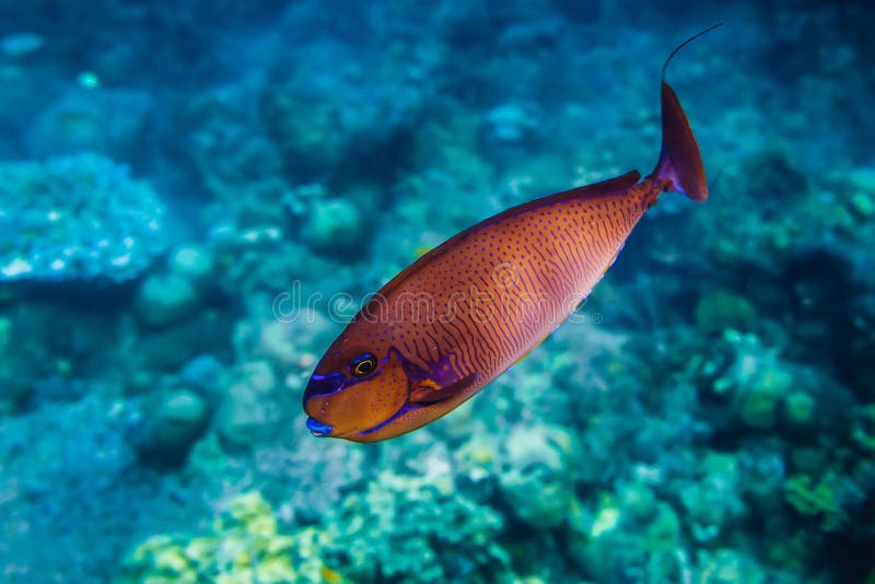 Colored Fish and Corals in the Ocean Stock Image - Image of lagoon ...