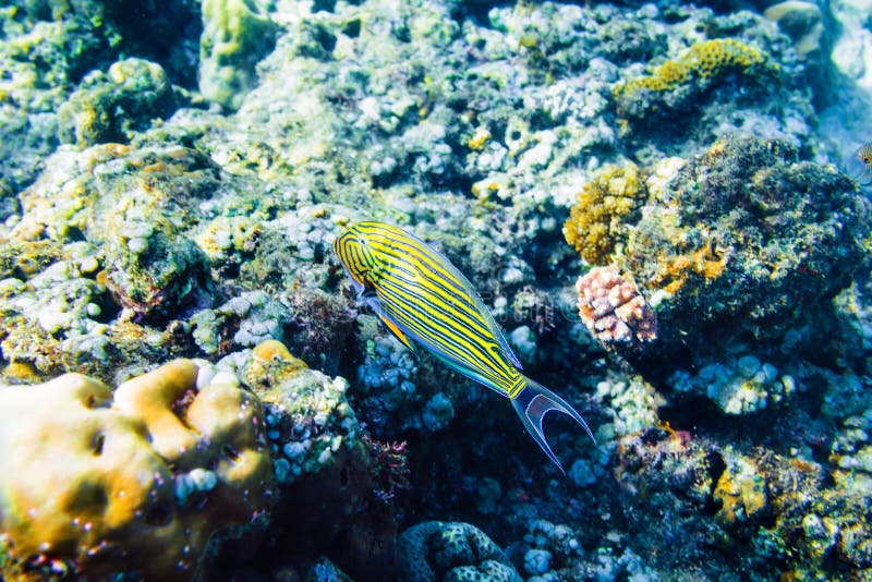 Colored Fish and Corals in the Ocean Stock Image - Image of paradise ...