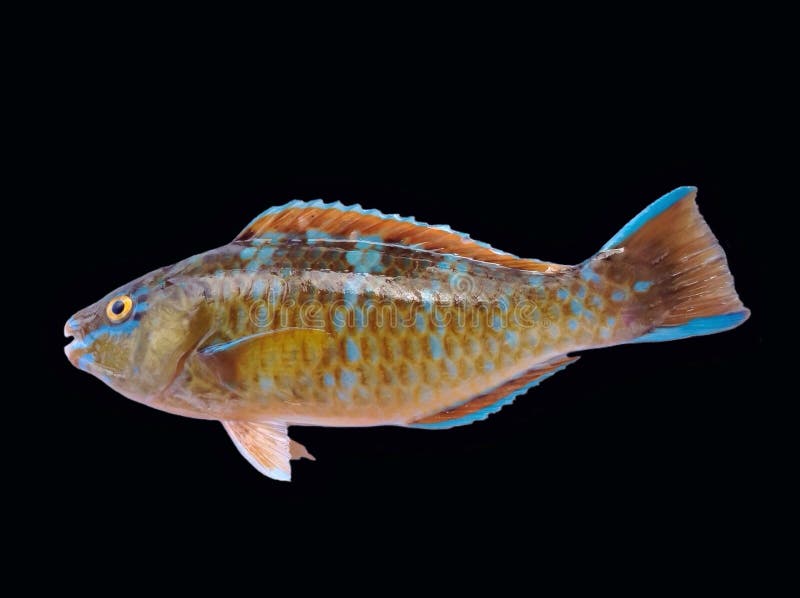 Colored fish isolated stock image. Image of reef, bluebarred - 84390235