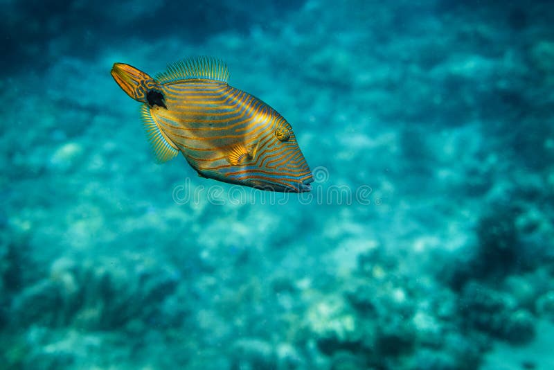Fish with Stripes in Aquarium Stock Photo - Image of aquatic, black ...