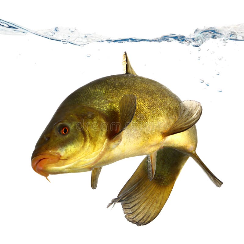 Tench stock photo. Image of fisherman, horizontal, eating - 10637962