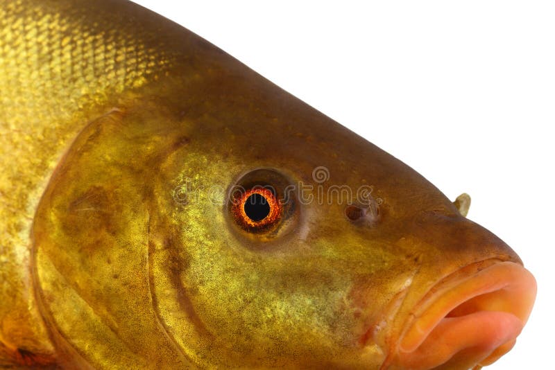 Colored Fish Swimming Free, Carp, Tench Stock Image - Image of breeze ...