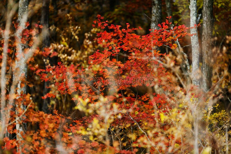 Close-up. Colored Flattering Autumn Trees. Golden Autumn. Stock Image ...
