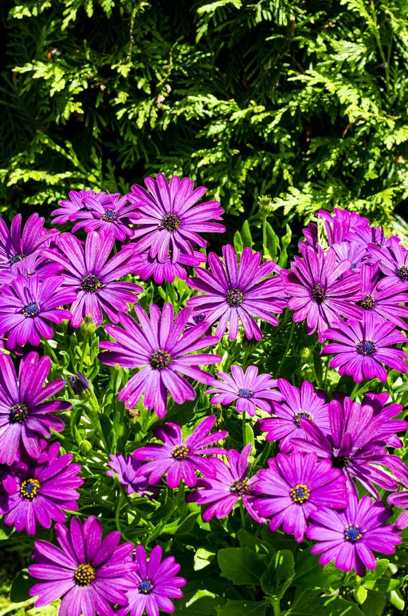 Colored Floral Background, Wallpaper of Purple Daisy Flowers Stock ...