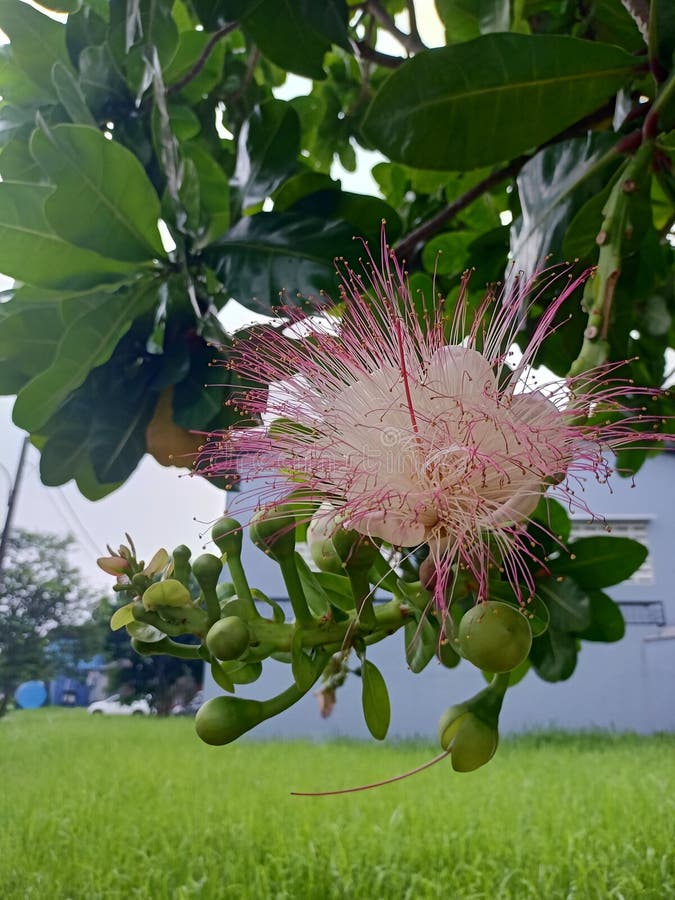 Colored Flower Plants that are Blooming and Fruit Stock Image - Image ...