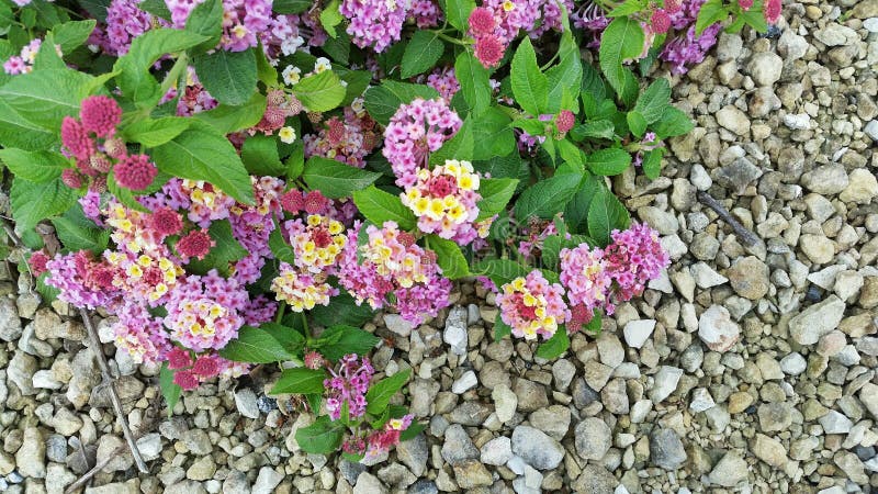 Colored Flowers on the Grit Stock Photo - Image of colored, sicily ...