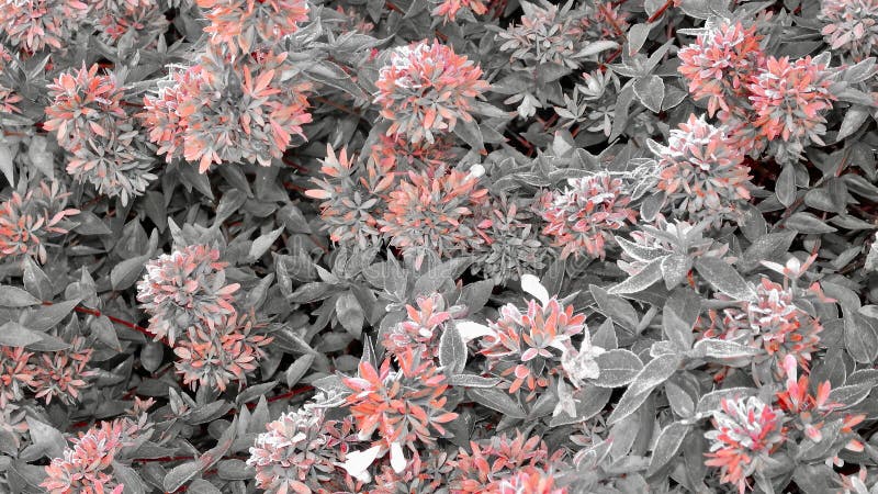 Colors of flowers stock image. Image of colored, colors - 105323541