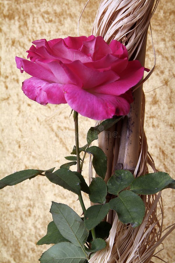 Colored flowers on rafia stock image. Image of rafia - 81130305