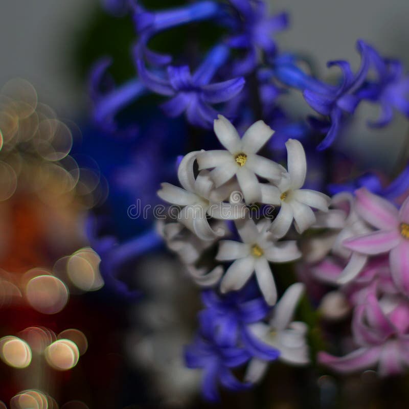 Colored Flowers in spring stock image. Image of colored - 215368119