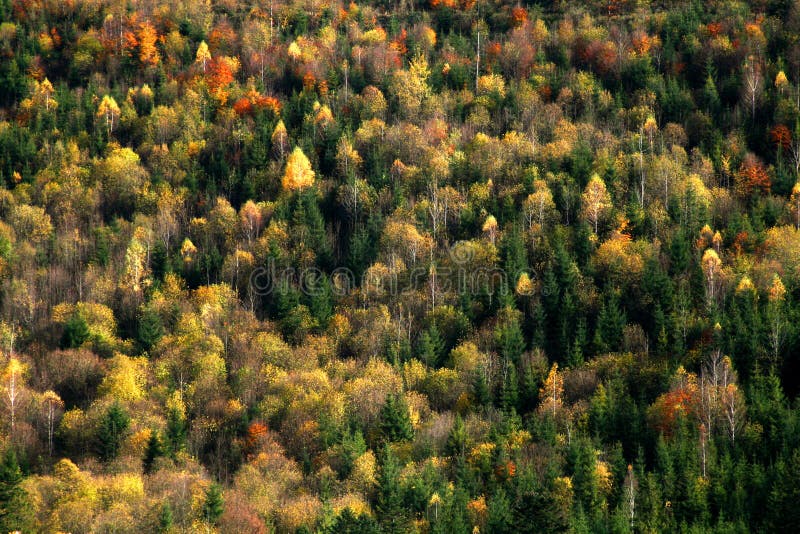 Colored forest background stock photo. Image of park, colour - 7168644