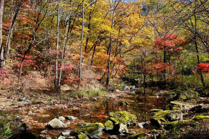 Colored forest stock image. Image of yellow, creek, branch - 36398535