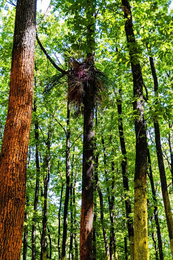 The colored forest stock image. Image of landscape, park - 256057791