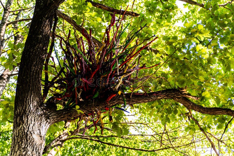 The colored forest stock photo. Image of environment - 256057850