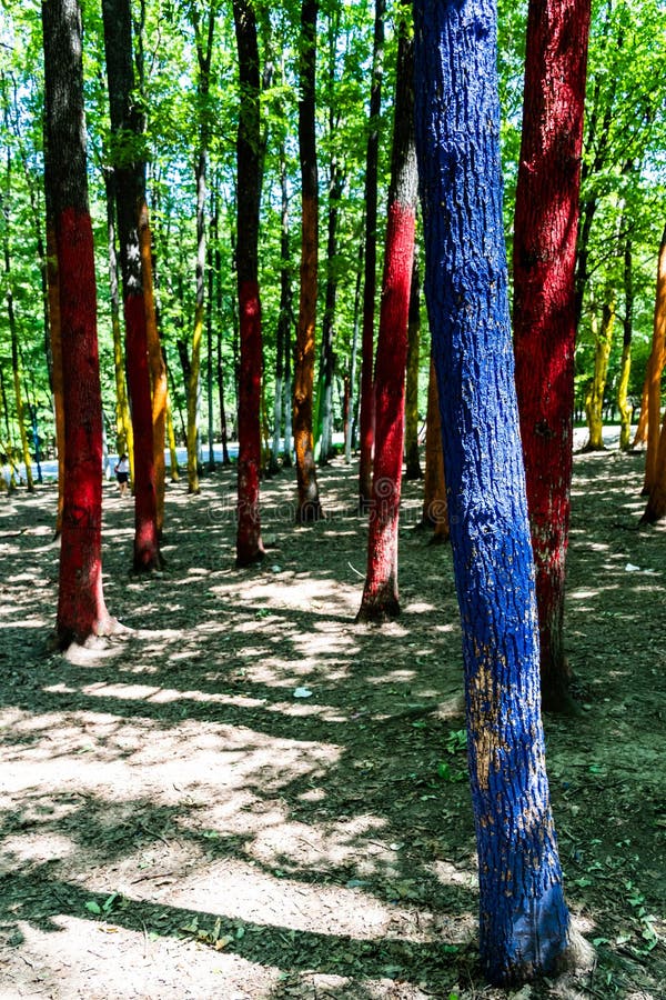 The colored forest stock photo. Image of peaceful, color - 256057858