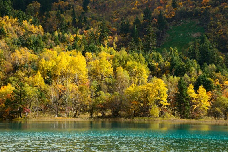 Colored forest with lake stock photo. Image of sunshine - 25448334
