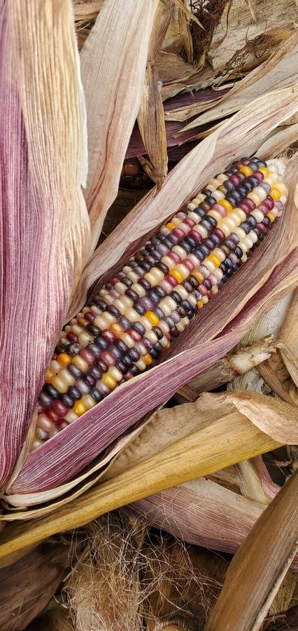Colored Indian Gem Corn Cob Stock Photo - Image of cuisine, meat: 205721328