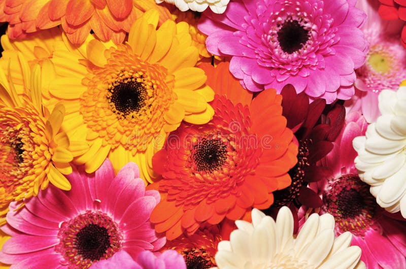Colored gerbera stock photo. Image of gerbera, arrangement - 31230416
