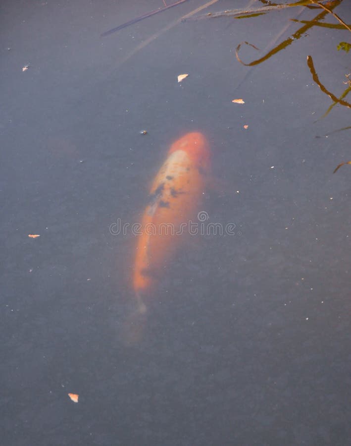 Colored Goldfish Swimming Under Water Stock Photo - Image of pointing ...