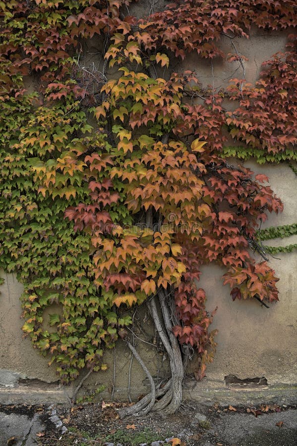 Colored Grape Vine on Housewall Stock Image - Image of housewall, natur ...