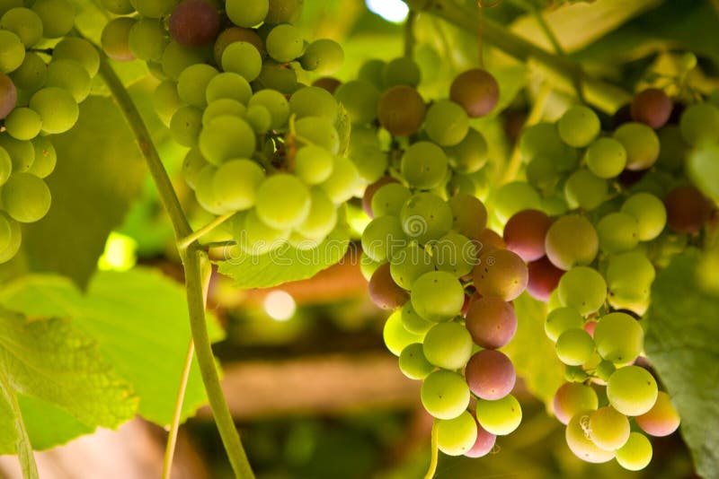 Colored grapes stock image. Image of ripen, agriculture - 2982265