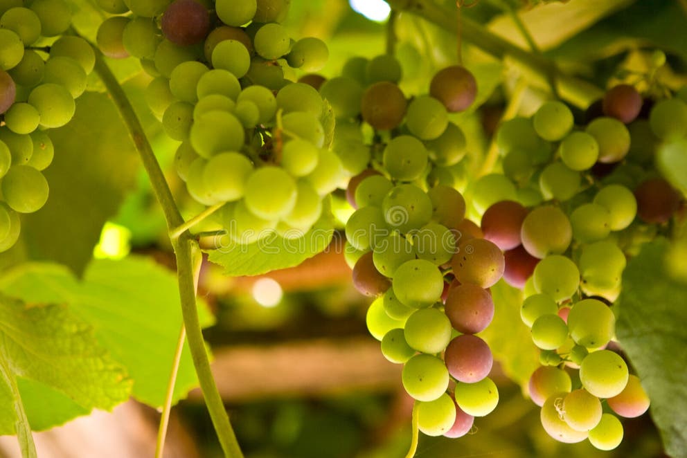 Colored grapes stock image. Image of ripen, agriculture - 2982265
