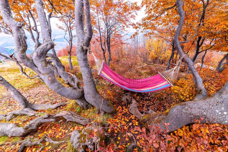 Colored hammock, autumn stock photo. Image of outdoor - 94924186