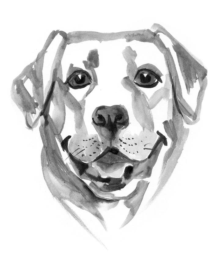 120+ Labrador drawing Free Stock Photos - StockFreeImages
