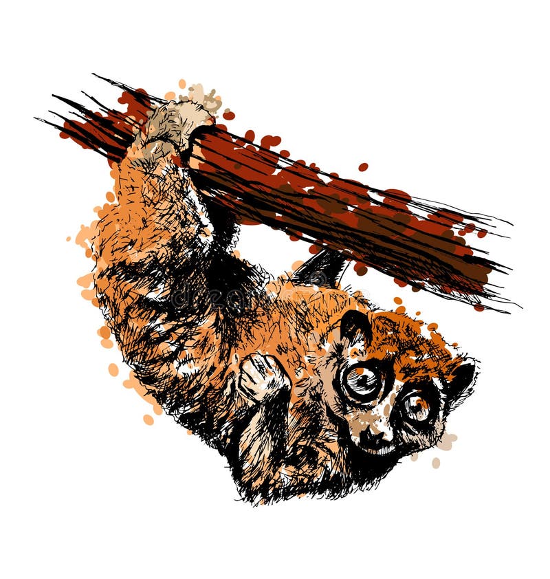 Colored Hand Drawing a Sunda Slow Loris Stock Vector - Illustration of ...