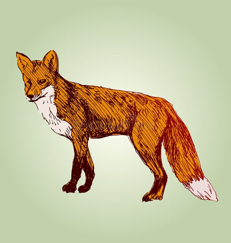 Fox Side View Stock Illustrations – 156 Fox Side View Stock ...