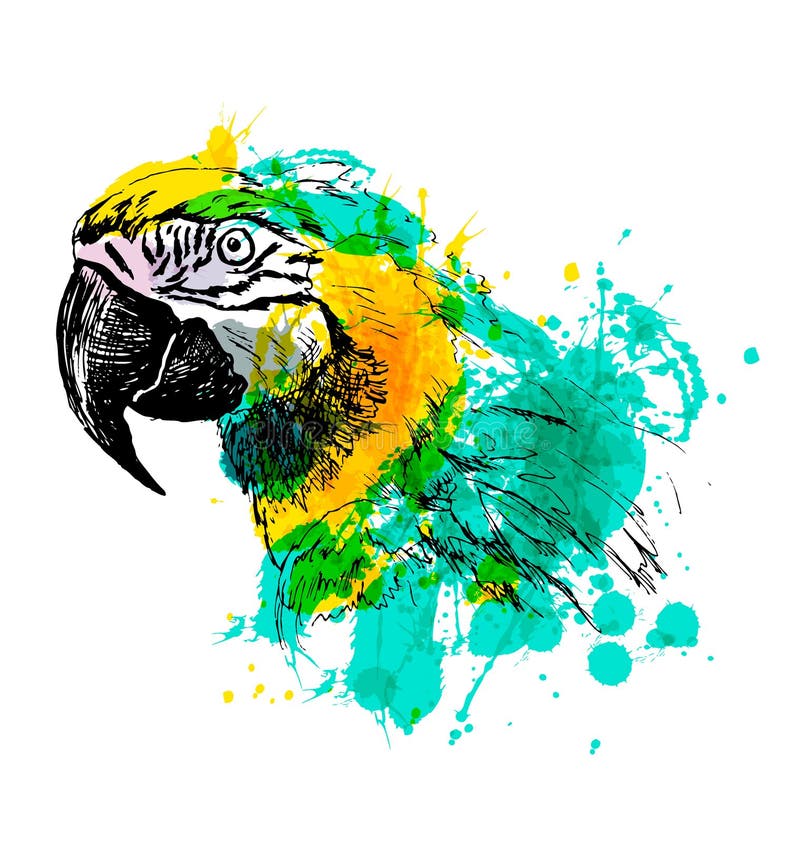Vector Hand Drawn Watercolor Illustration Of Tropical Ara Parrot. Stock ...