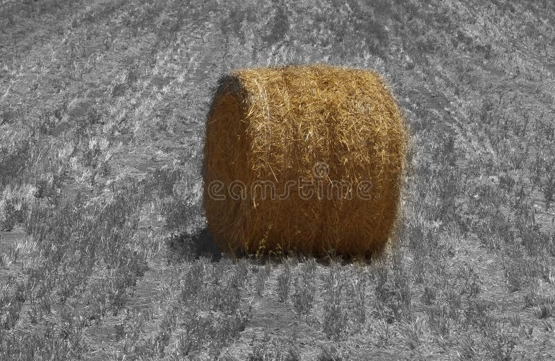 Hay bale in a grey stretch stock photo. Image of nature - 110659604