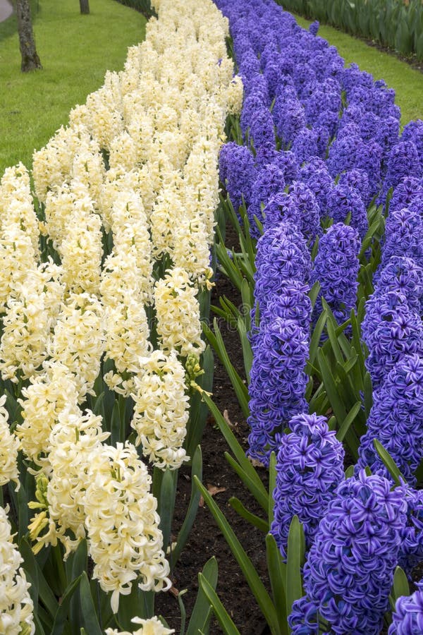 Colored hyacinth in spring stock image. Image of hyacinth - 93946357