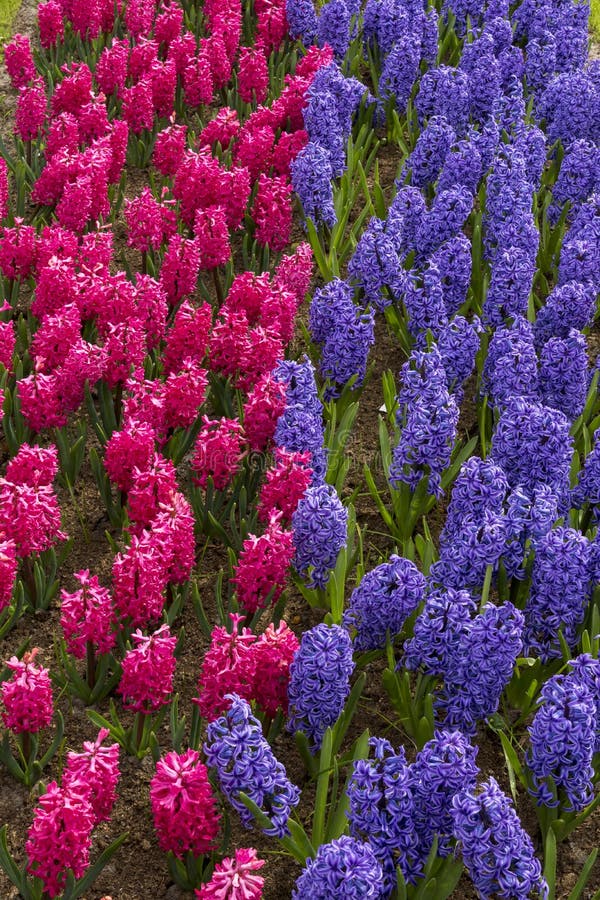 Colored hyacinth in spring stock image. Image of hyacinth - 93946411