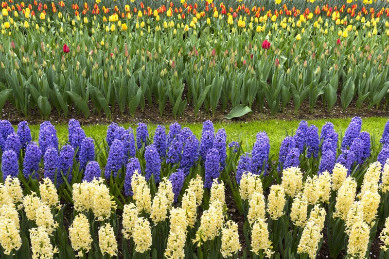 Colored hyacinth in spring stock photo. Image of flowers - 93946540