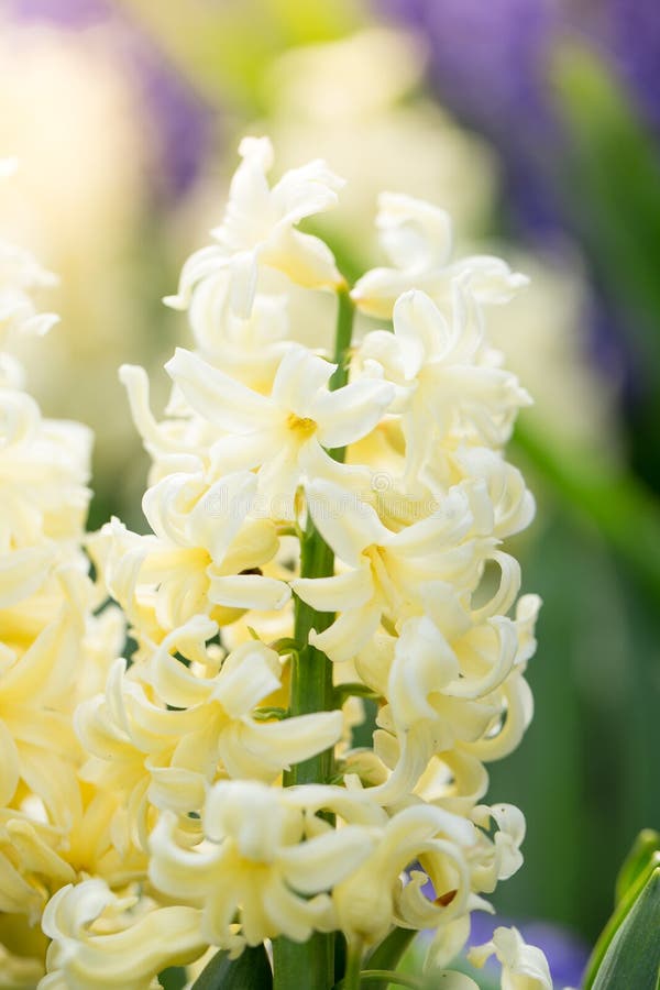 Hyacinth plant, close-up. stock photo. Image of bulb - 65993744