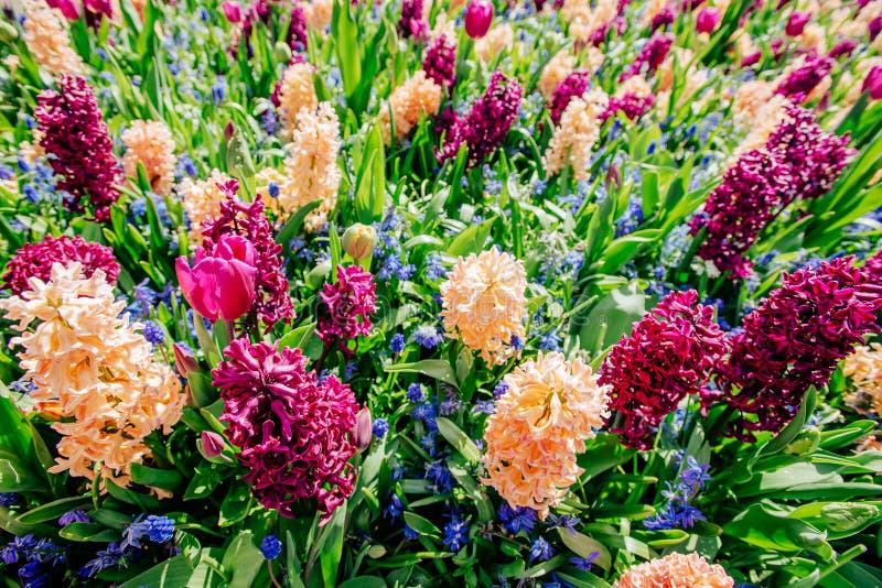 Colored hyacinths. stock image. Image of garden, growth - 67218427