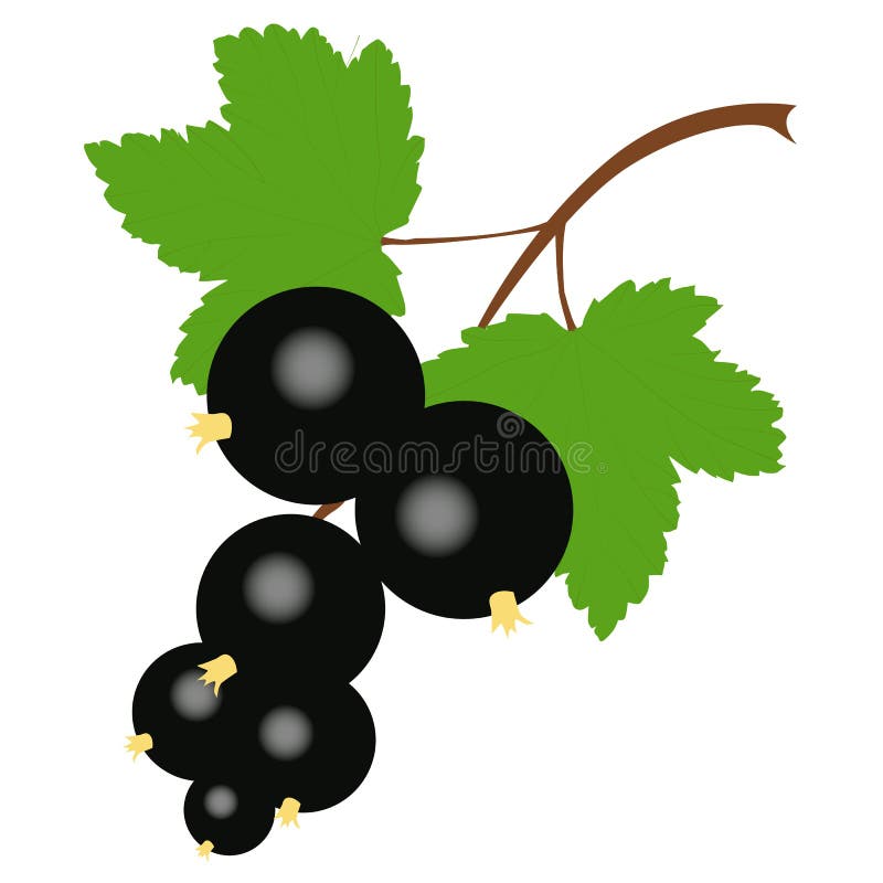 Colored Icon Branch of Black Currant on a White Background. Stock ...