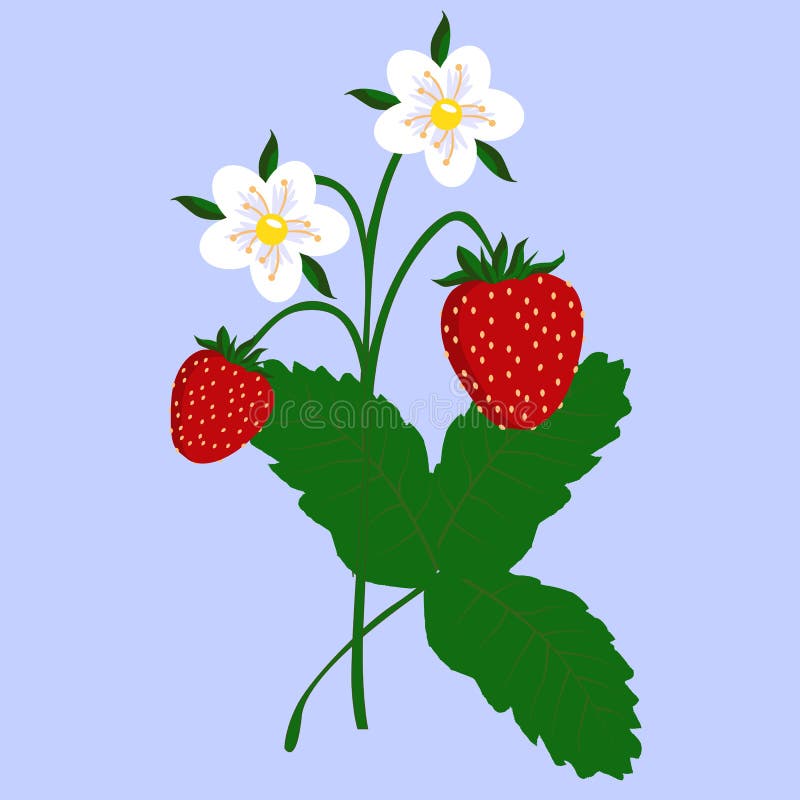 Colored Icon Branch of Strawberries with Flowers and Leaves on a Stock ...