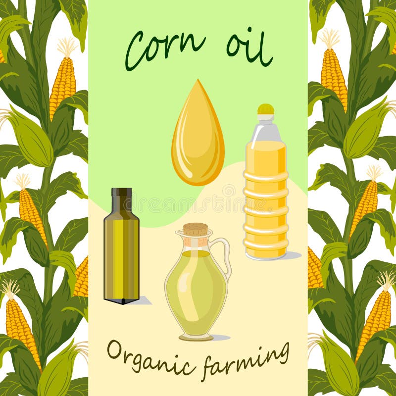 Colored Illustration with Corn and Oil. Stock Vector - Illustration of ...