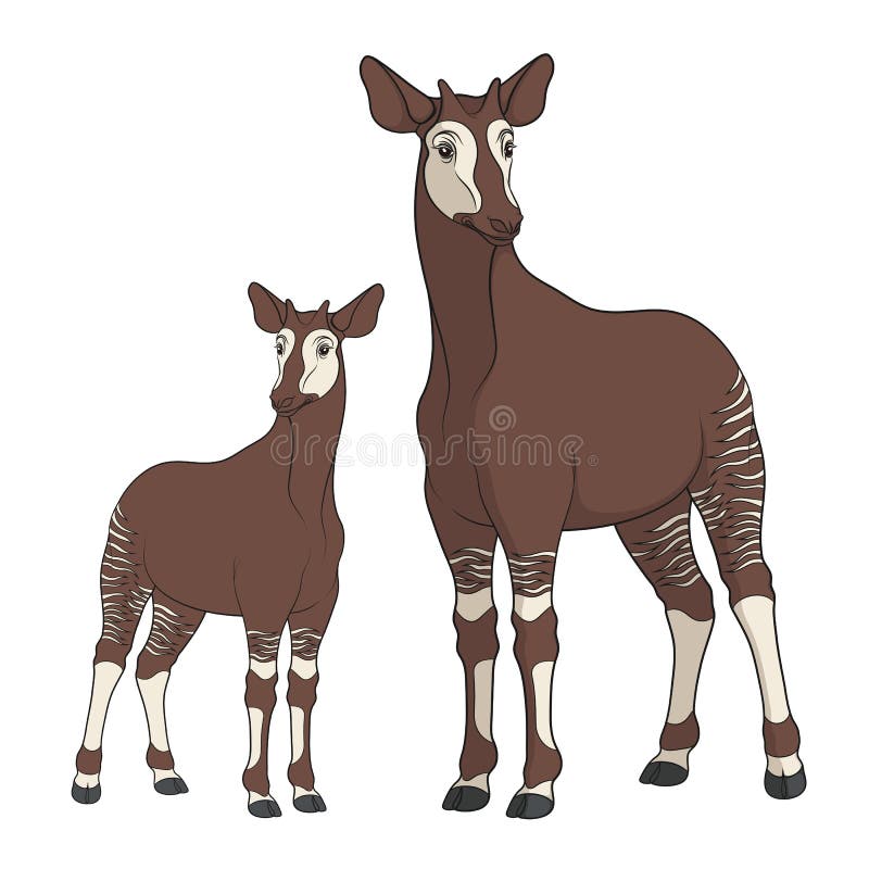 Colored Illustration with Okapi Image. Isolated Vector Objects. Stock ...