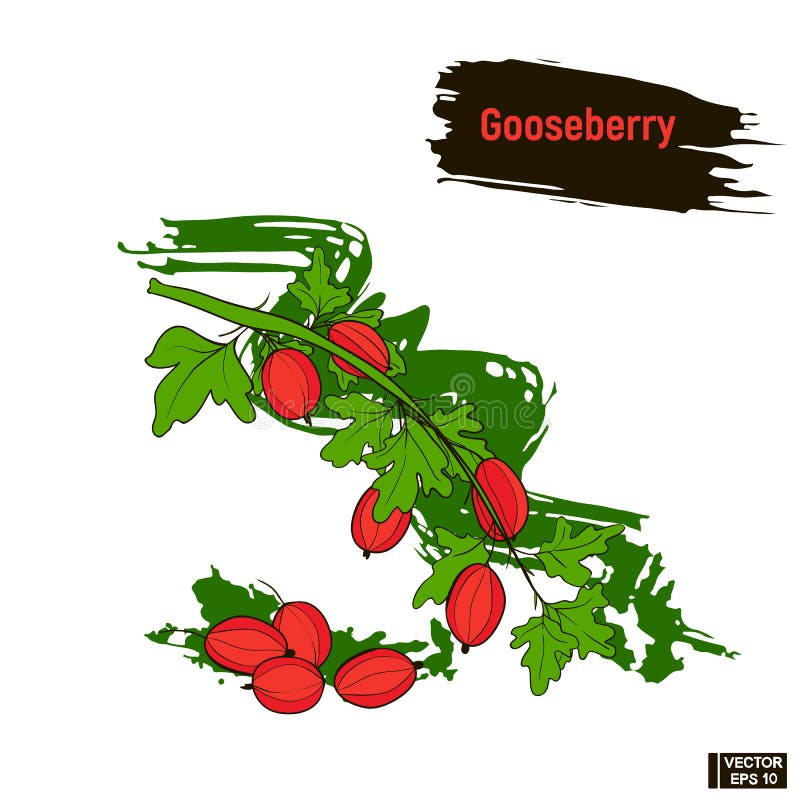 Colored Image Berry, Gooseberry Sketch Stock Illustration ...