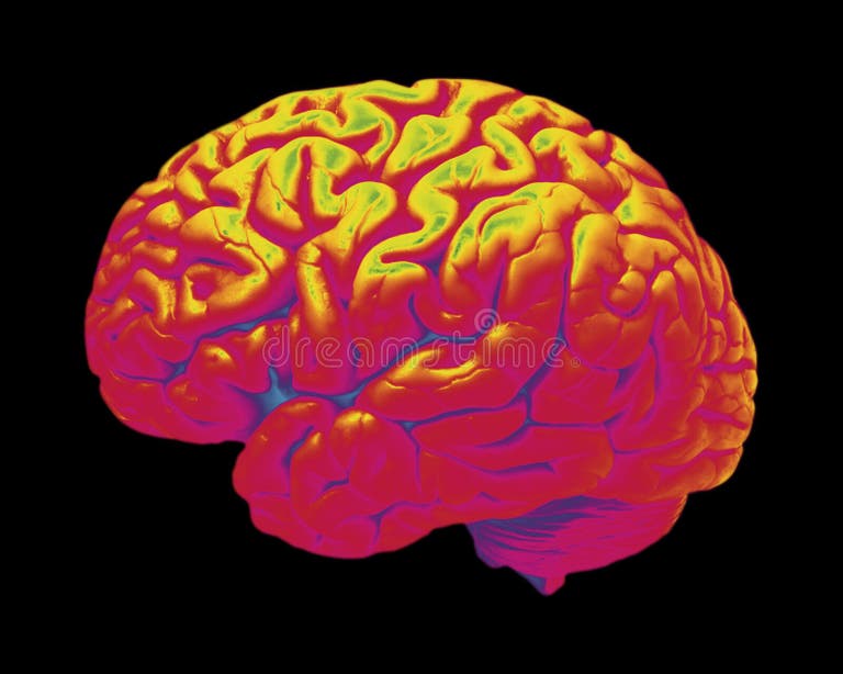 1,329 Hot Chito Brain Stock Photos - Free & Royalty-Free Stock Photos ...