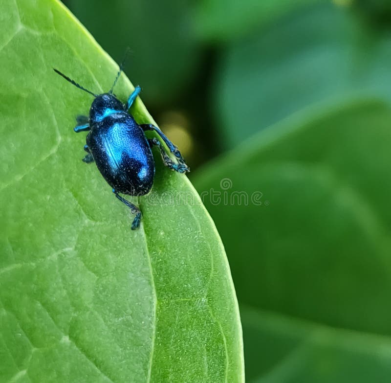 Colored Insect on the Edge of a Green Leaf Against Natural Background ...