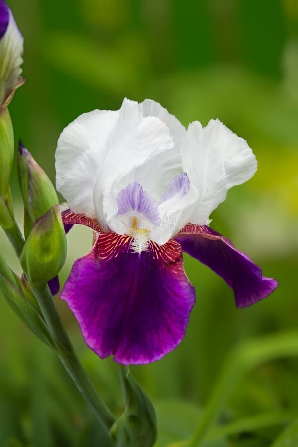 The colored iris stock image. Image of leaf, flower, plant - 16936035