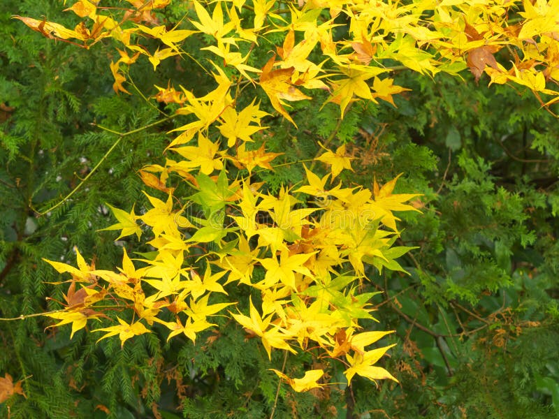 Colored Japanese Maple stock photo. Image of maple, tourism - 62533984